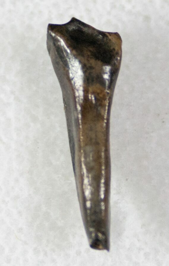 Rare Rooted Leptoceratops Tooth - Montana (#13394) For Sale - FossilEra.com