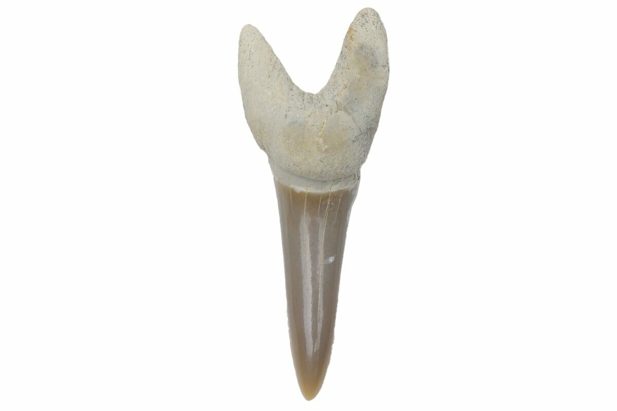 1" Fossil Ginsu Shark (Cretoxyrhina) Tooth - Kansas (#219138) For Sale ...