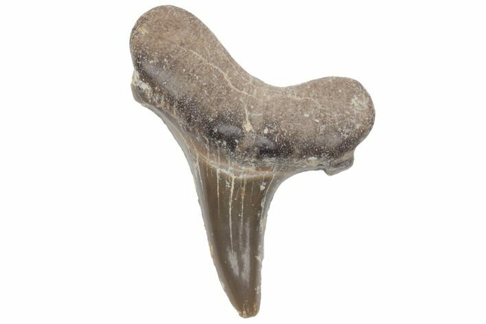.71" Fossil Ginsu Shark (Cretoxyrhina) Tooth - Kansas (#219173) For ...