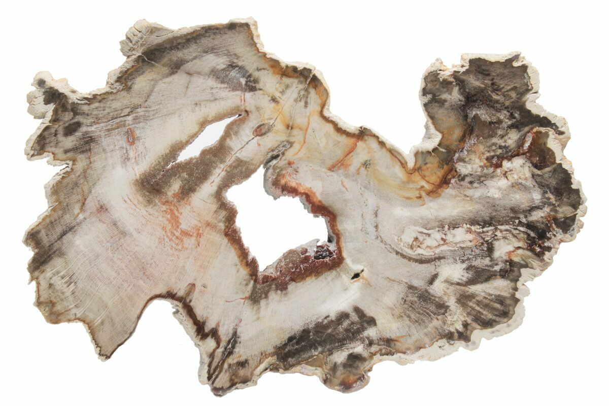 7.7" Petrified Wood (Beech) Slab - Deschutes River, Oregon (#219318 ...