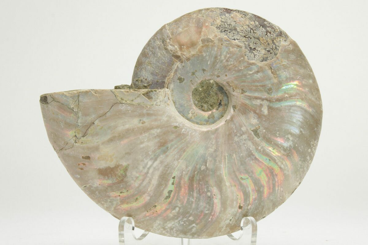 4.65" Silver Iridescent Ammonite (Cleoniceras) Fossil - Madagascar ...