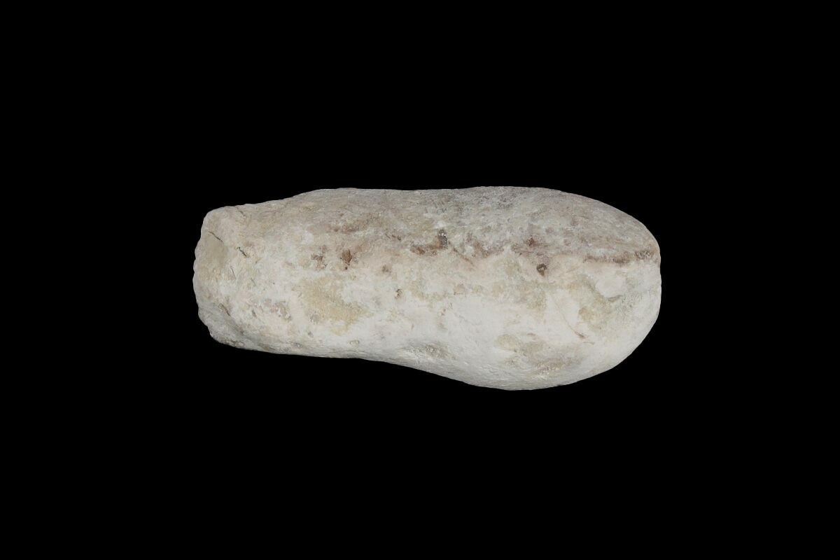 1.1" Cretaceous Fish Coprolite (Fossil Poop) - Kansas (#216479) For ...