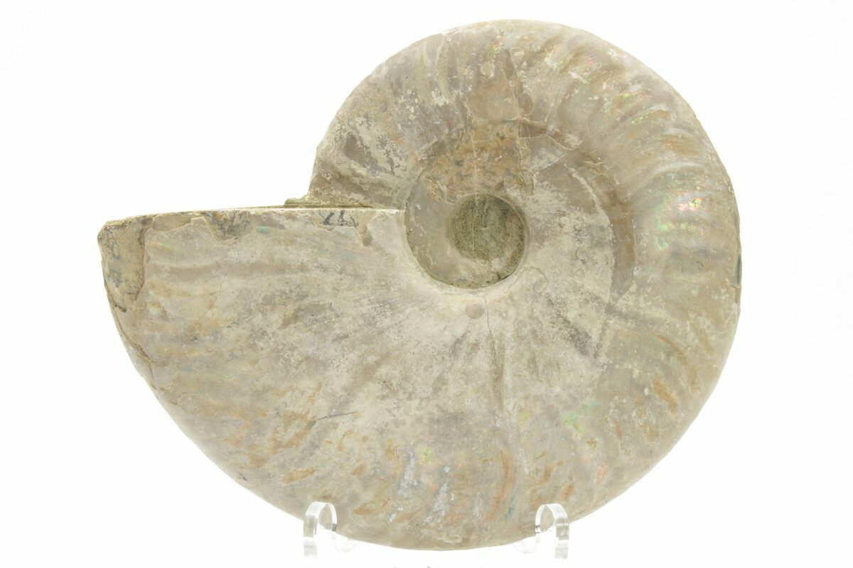 4.6" Silver Iridescent Ammonite (Cleoniceras) Fossil - Madagascar ...