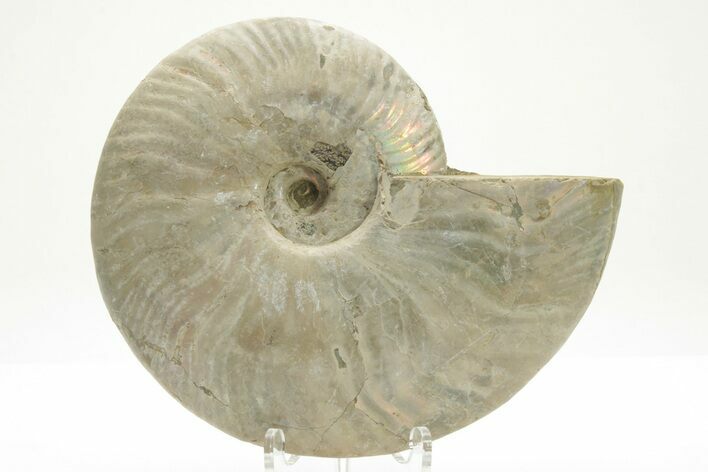 5.7" Silver Iridescent Ammonite (Cleoniceras) Fossil - Madagascar ...