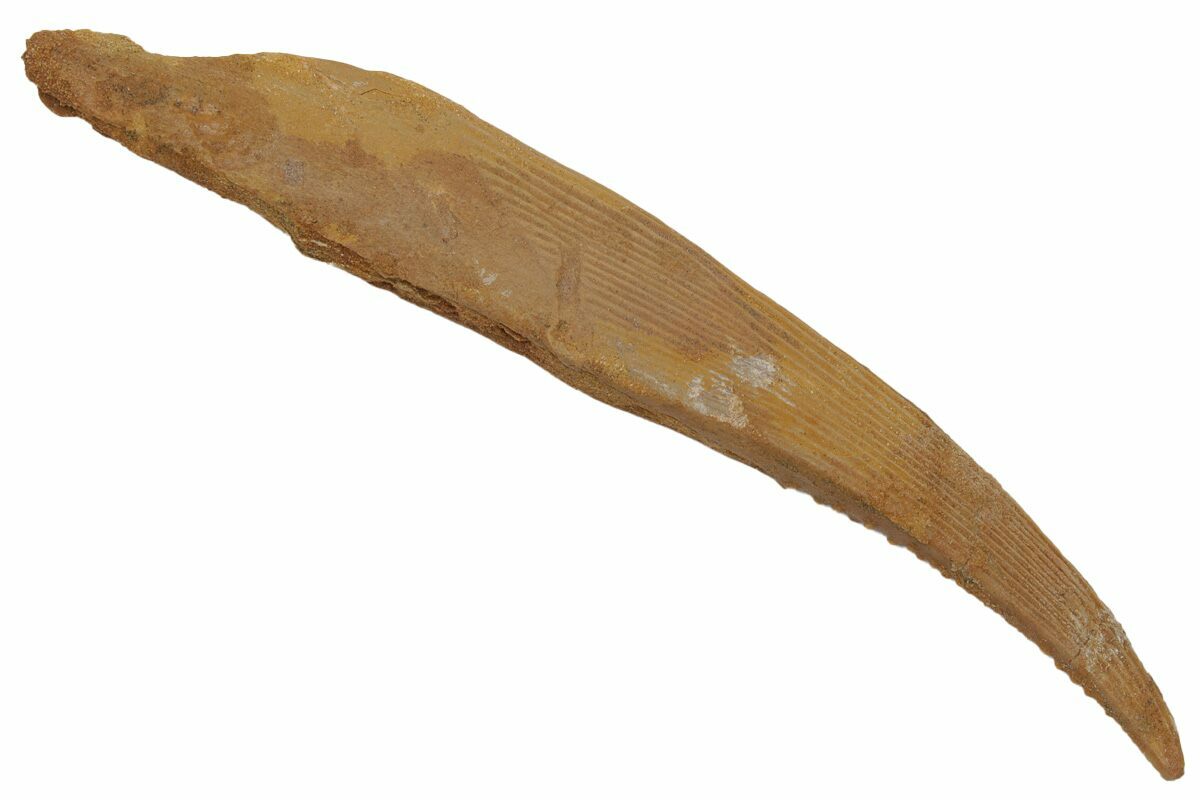 7" Fossil Shark (Hybodus) Dorsal Spine - Kem Kem Beds, Morocco (#220001 ...