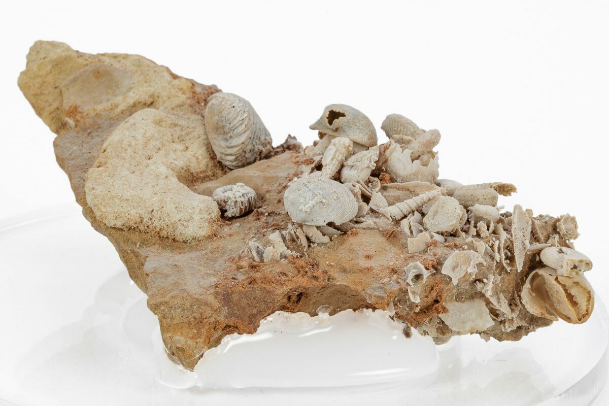 3.8" Miniature Fossil Cluster (Ammonites, Brachiopods) - France ...