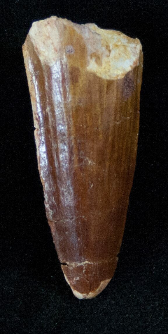 1.4" Spinosaurus Tooth - Aquatic Dinosaur (#13461) For Sale - FossilEra.com