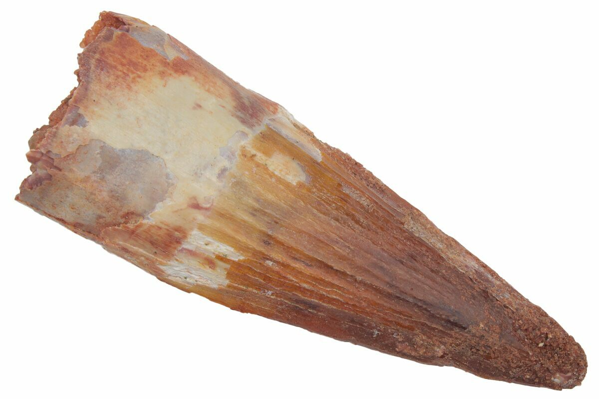 1.9" Fossil Spinosaurus Tooth - Real Dinosaur Tooth (#220770) For Sale ...