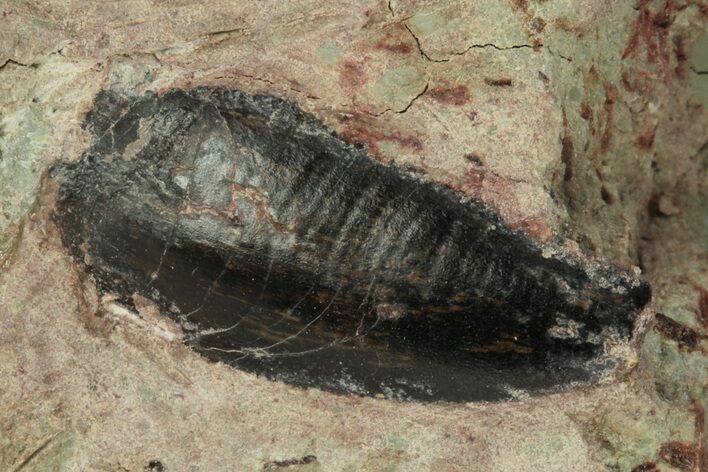 .97" Abelisaur Tooth In Situ - Dekkar Formation, Morocco (#220736) For ...