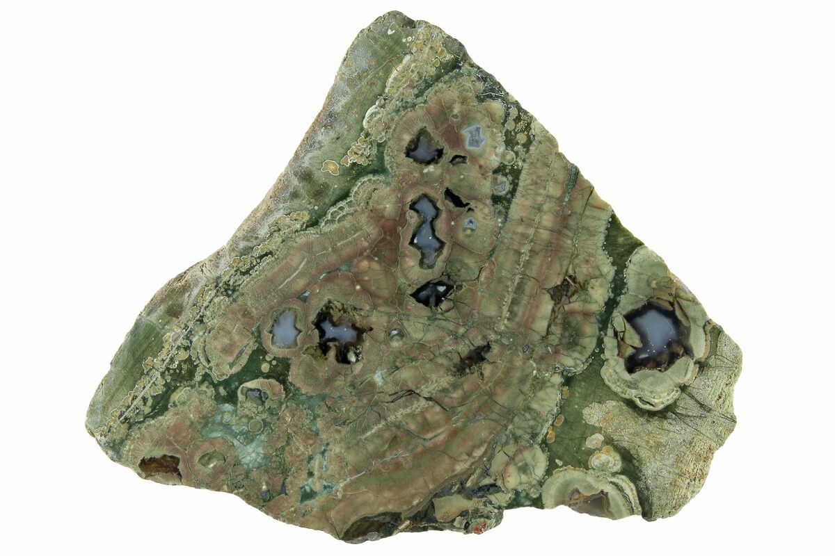 5.3" Polished Rainforest Jasper (Rhyolite) Slab - Australia (#221916 ...