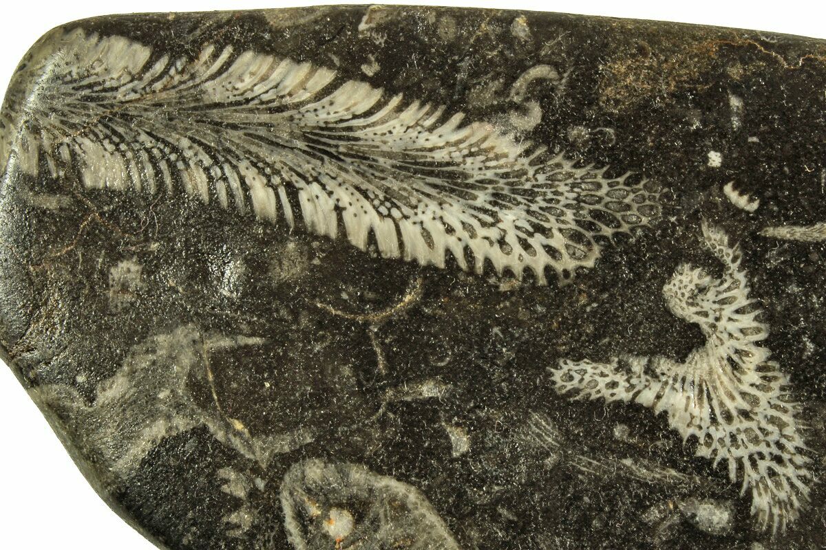 5.85" Polished Devonian Fossil Coral and Bryozoan Plate - Morocco ...