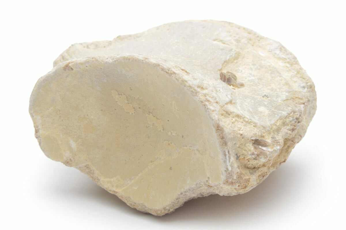 1.36" Fossil Mosasaur (Platecarpus) Caudal Vertebra - Kansas (#221414 ...