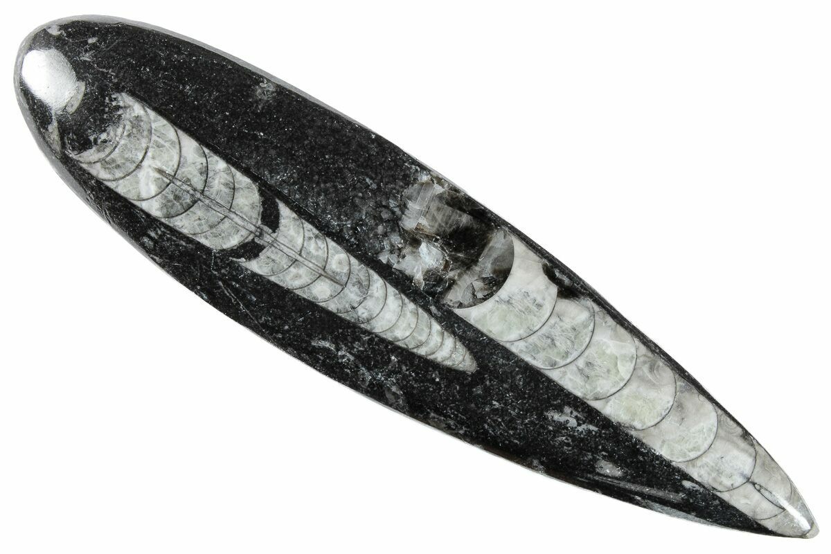6.2" Polished Fossil Orthoceras (Cephalopod) - Morocco (#216181) For Sale - FossilEra.com