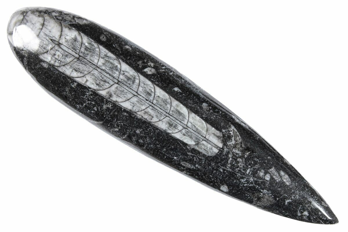5.3" Polished Fossil Orthoceras (Cephalopod) - Morocco (#216209) For Sale - FossilEra.com