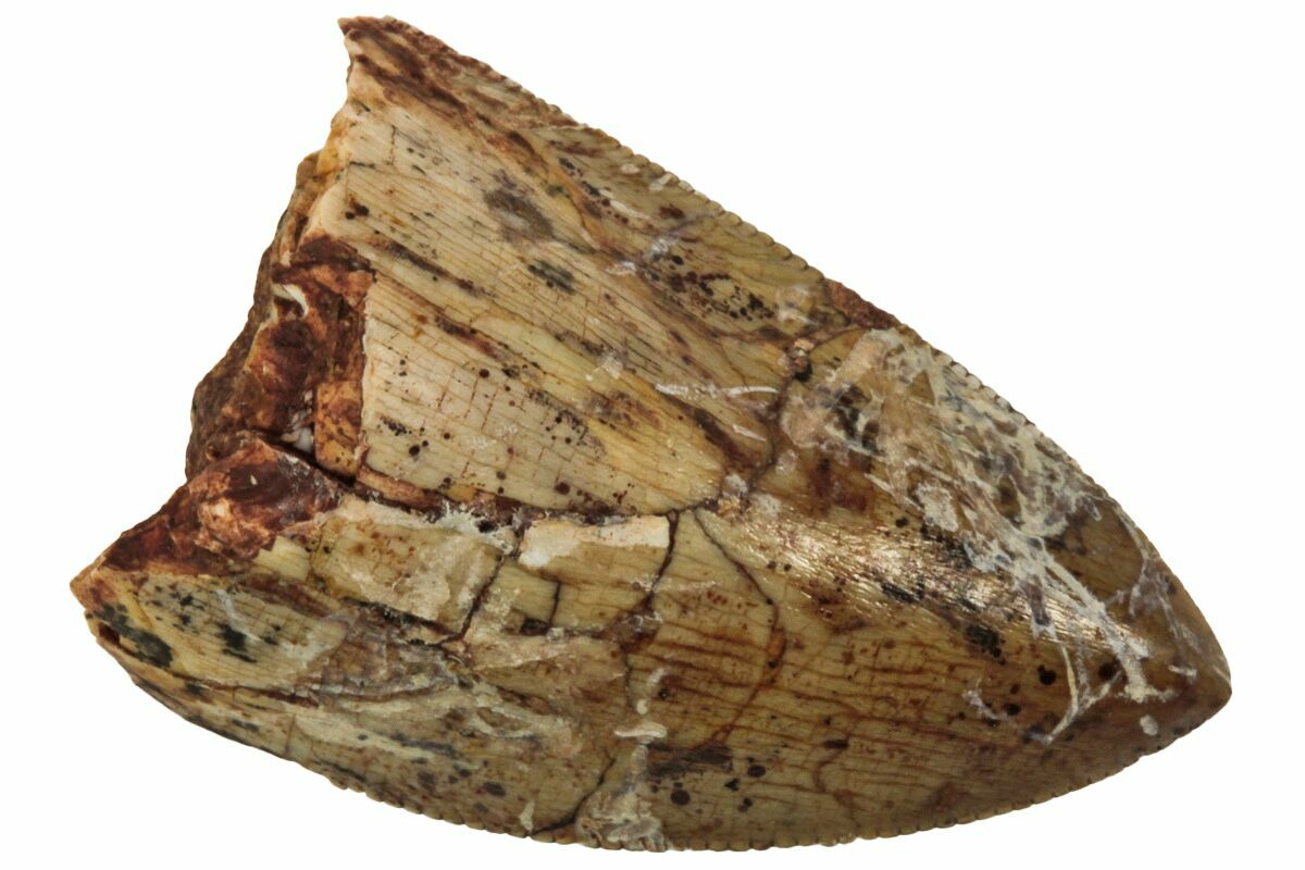 Serrated, .9" Fossil Phytosaur (Redondasaurus) Tooth - New Mexico ...