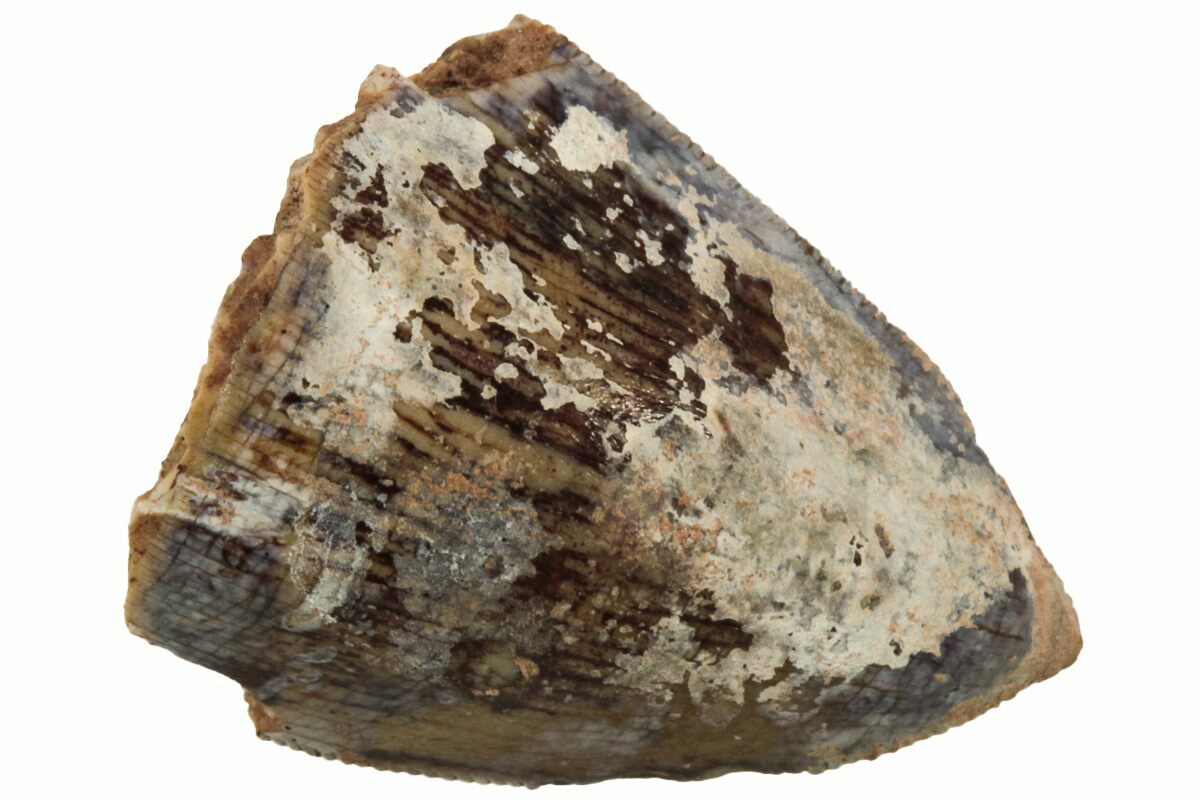 Serrated, .75" Fossil Phytosaur (Redondasaurus) Tooth - New Mexico ...