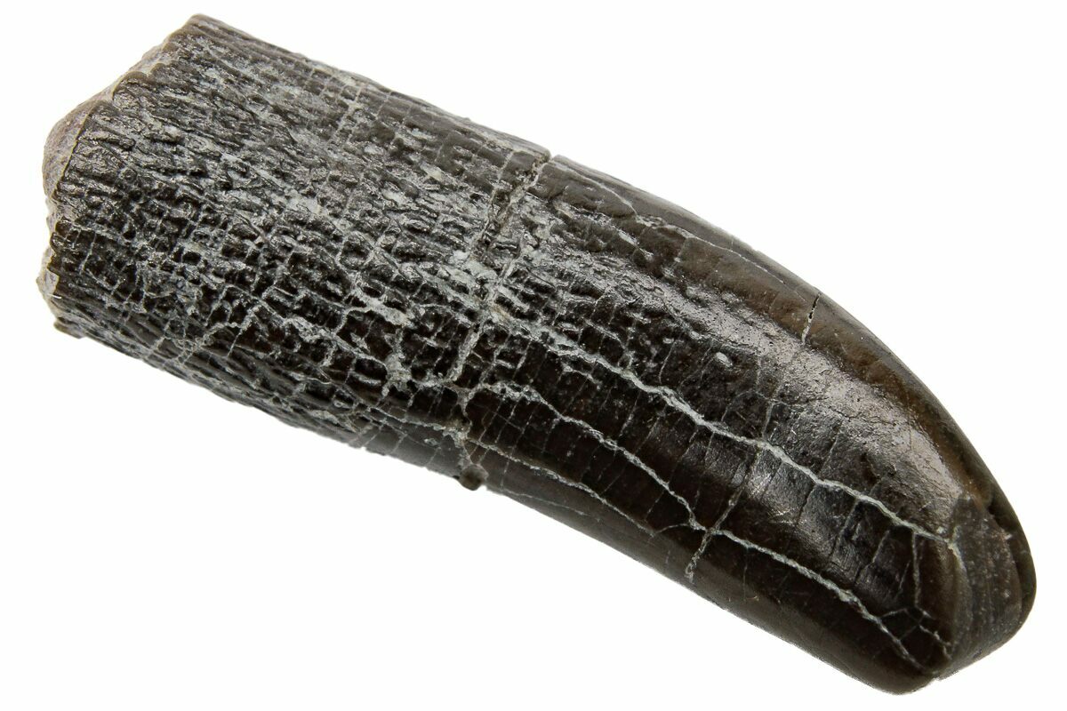 .78" Sauropod Dinosaur (Diplodocus) Tooth - Colorado (#222451) For Sale ...