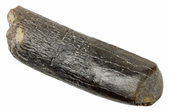 .88" Sauropod Dinosaur (Diplodocus) Tooth - Colorado (#222452) For Sale ...