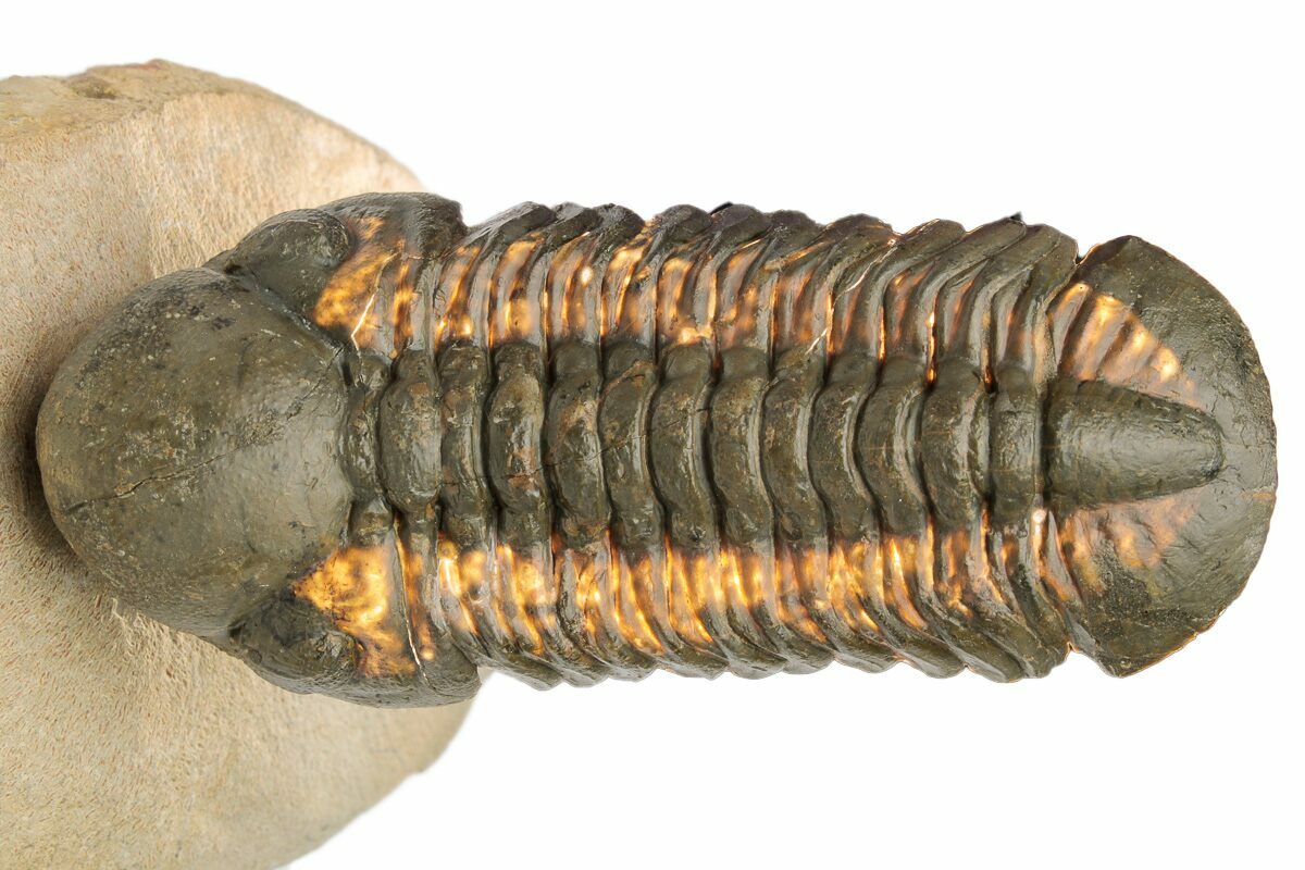 3.1" Translucent Reedops Trilobite - Rock Removed From Under Shell ...