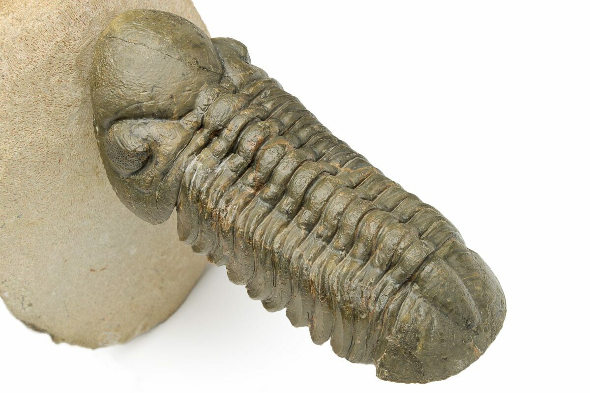 3.1" Translucent Reedops Trilobite - Rock Removed From Under Shell ...