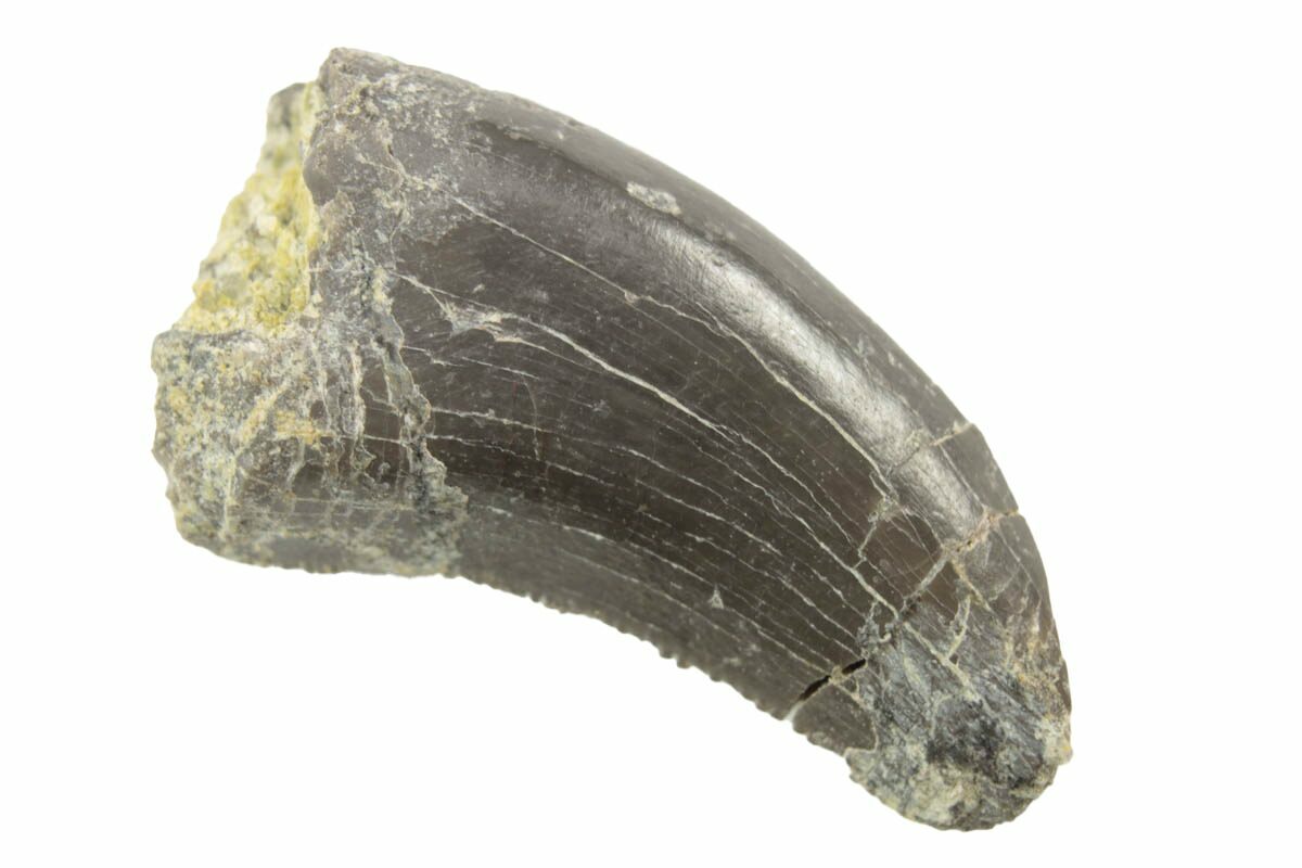 Rare, .6" Serrated, Megalosaurid (Marshosaurus) Tooth - Colorado ...