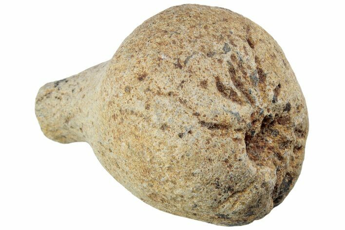 1.7" Cretaceous Fossil Sponge (Siphonia) - France (#219301) For Sale ...