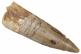 Real Spinosaurus Tooth Necklace - Dinosaur Tooth (#96072) For Sale ...
