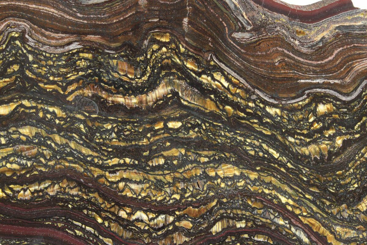 9" Polished Tiger Iron "Stromatolite" Slab - 3.02 Billion Years ...