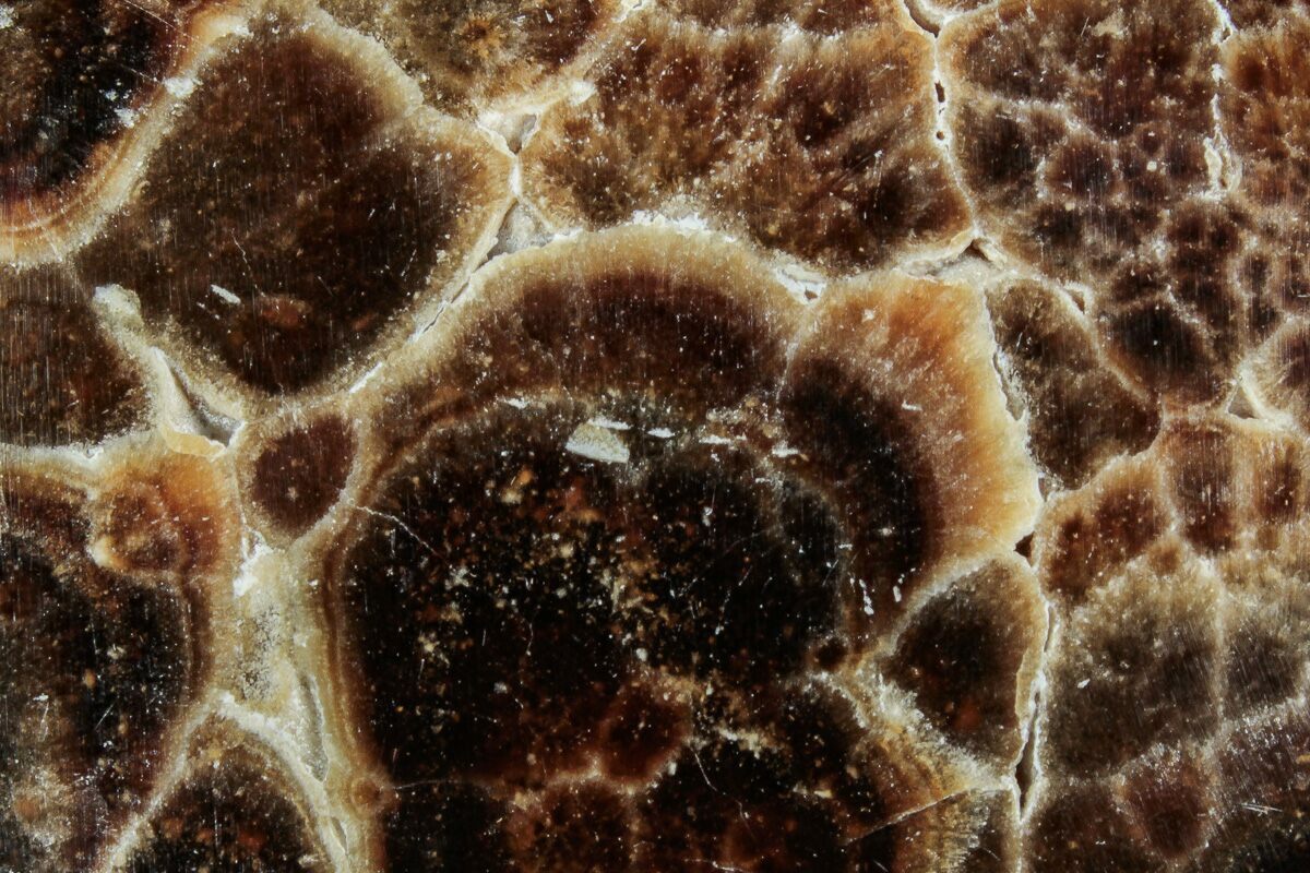3" Polished Chocolate Calcite Palm Stone - Pakistan (#220928) For Sale ...
