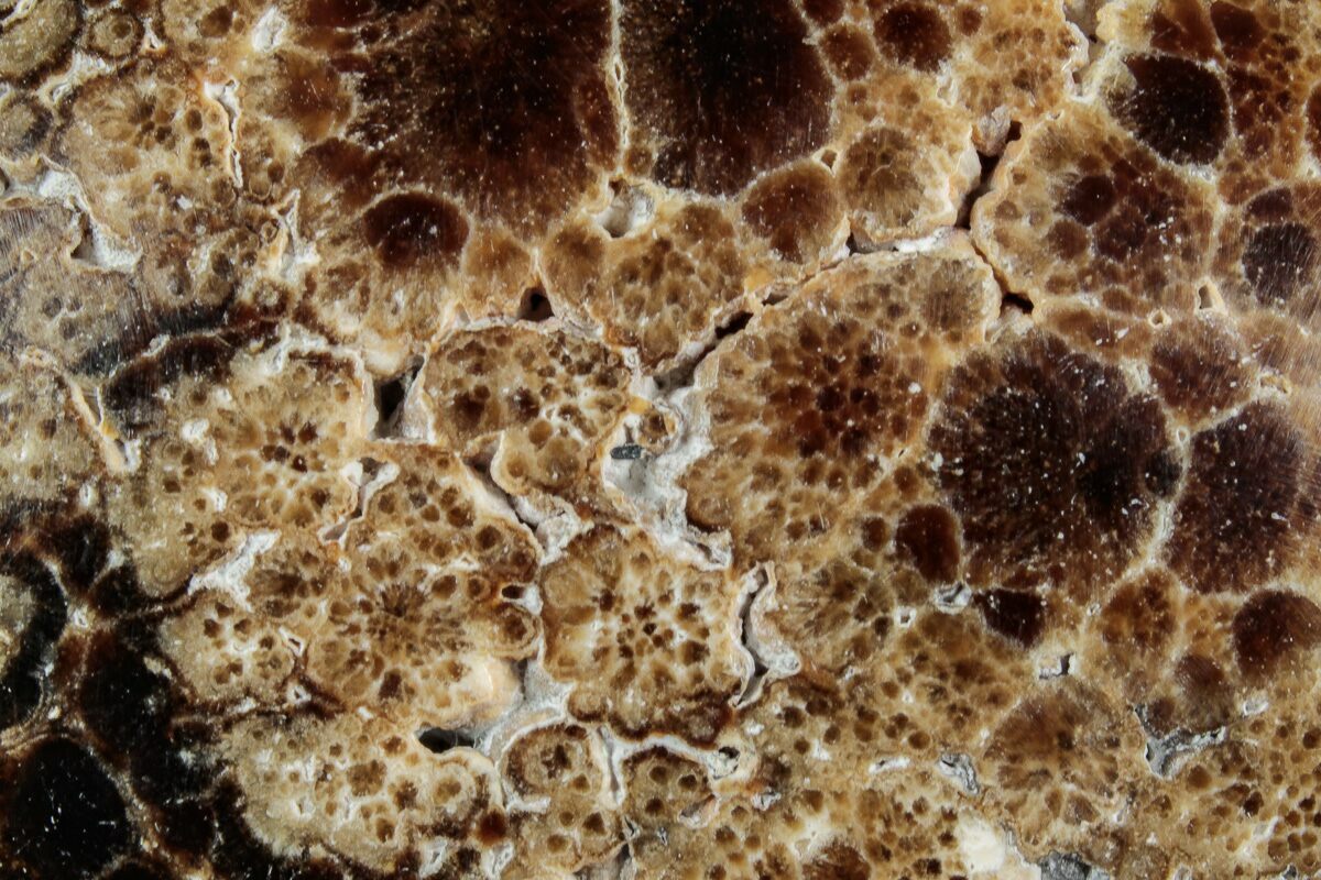 2.8" Polished Chocolate Calcite Palm Stone - Pakistan (#220937) For ...