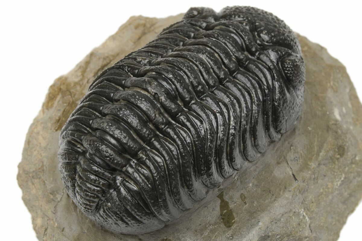 2.3" Detailed Morocops Trilobite - Ofaten, Morocco (#223381) For Sale ...