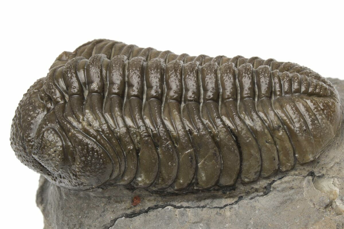 2" Detailed Morocops Trilobite - Ofaten, Morocco (#223383) For Sale ...