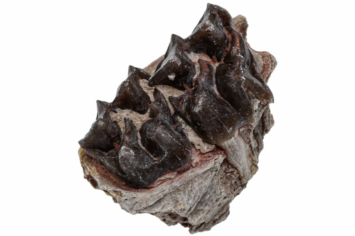 1" Fossil Horse (Mesohippus) Jaw Section - South Dakota (#223380) For ...