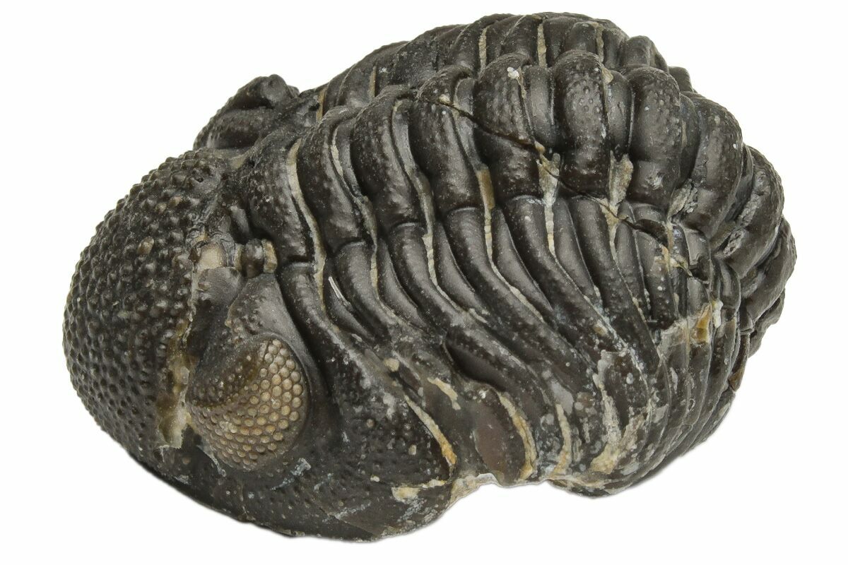 .9" Wide, Curled Morocops Trilobite - Morocco (#224027) For Sale ...