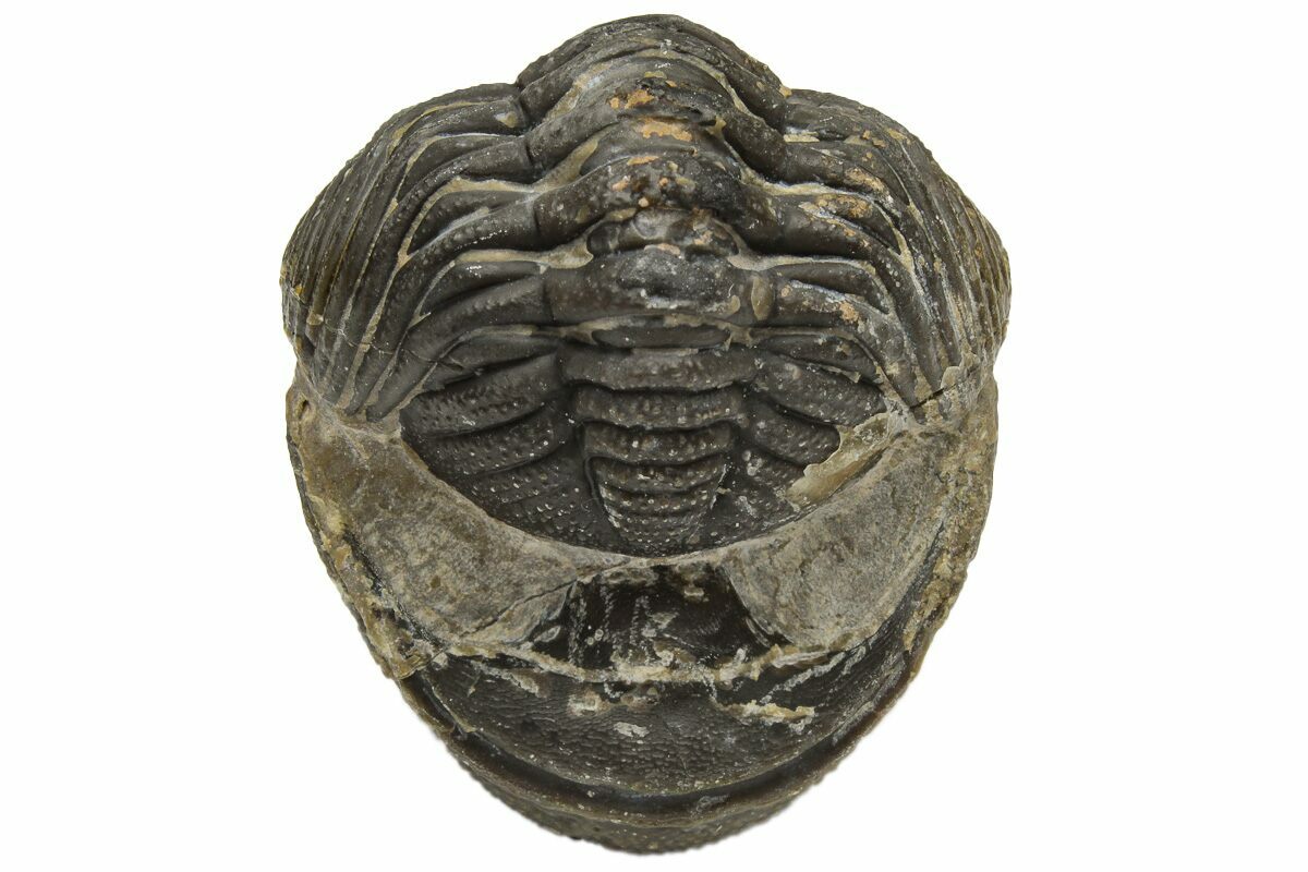 1.2" Wide, Enrolled Morocops Trilobite - Morocco (#224037) For Sale ...