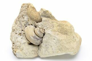 .7" Ordovician Hyolithid (Hyolithes) Fossil - Wisconsin (#224872) For ...