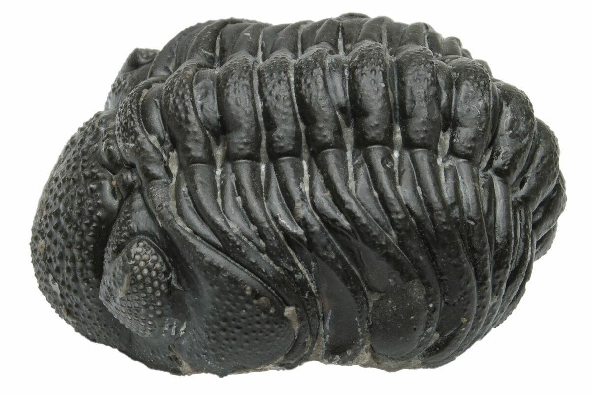 1.1" Wide, Curled Morocops Trilobite - Morocco (#224062) For Sale ...