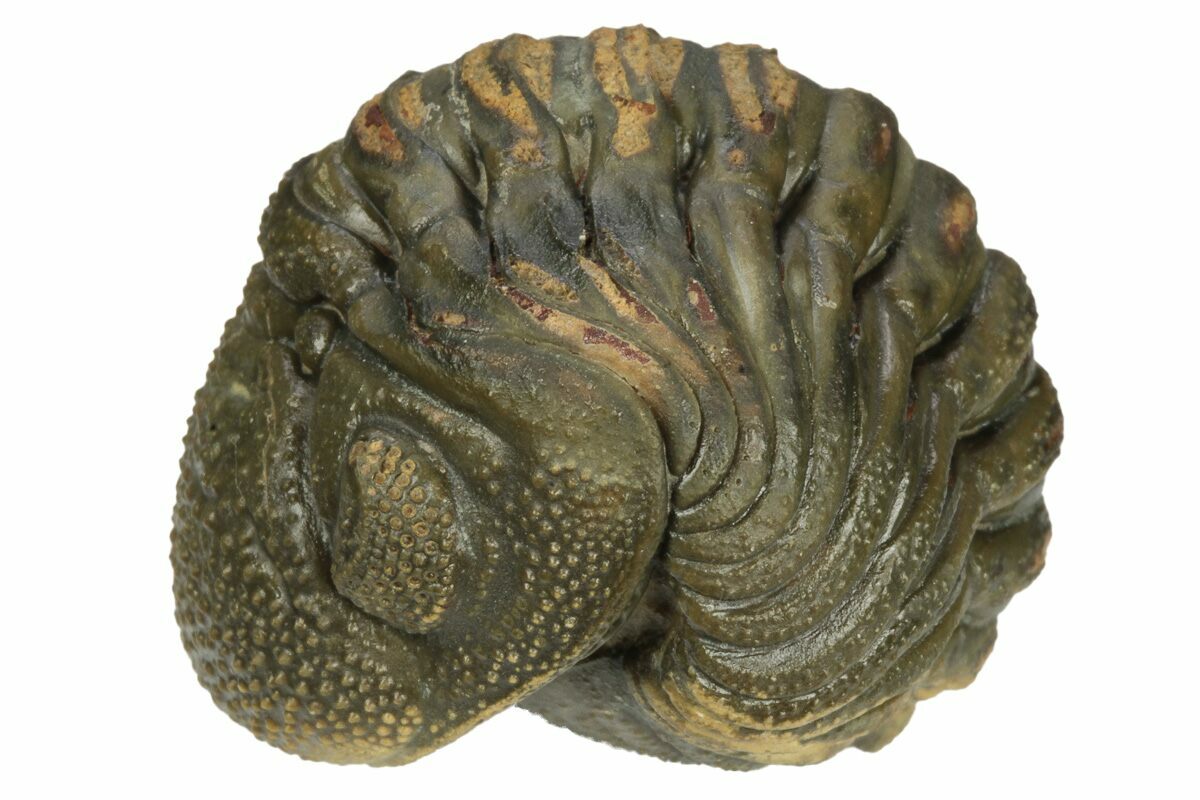 1.05" Wide, Enrolled Morocops Trilobite - Morocco (#224320) For Sale ...