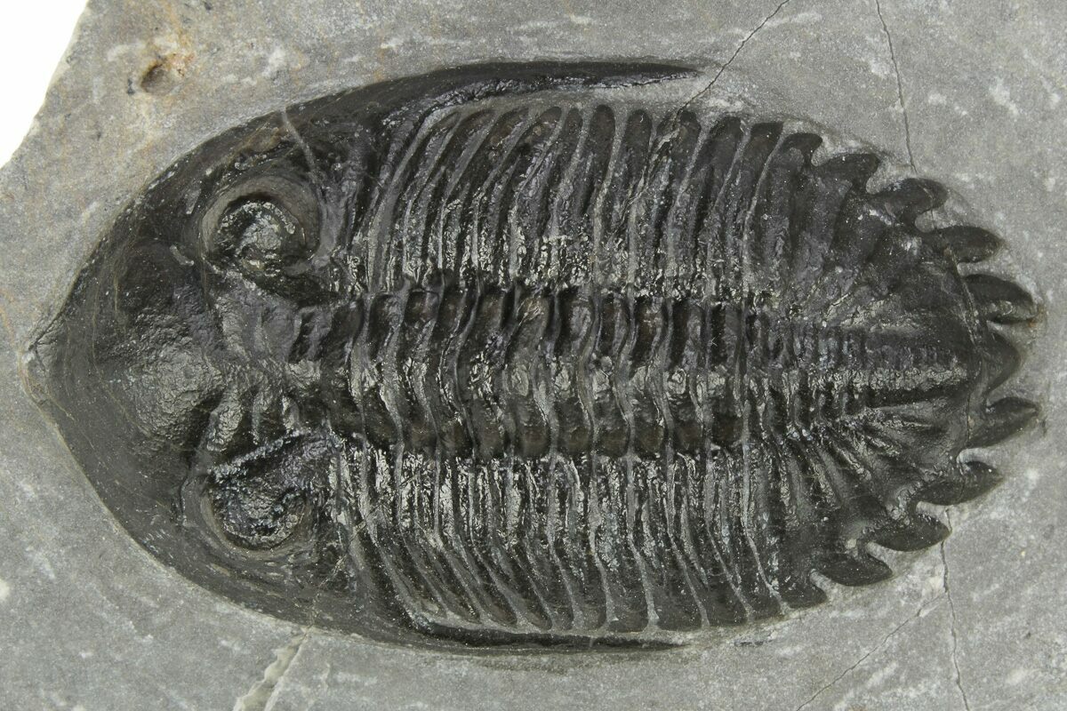 2" Hollardops Trilobite - Preserved Eye Facets (#223707) For Sale ...