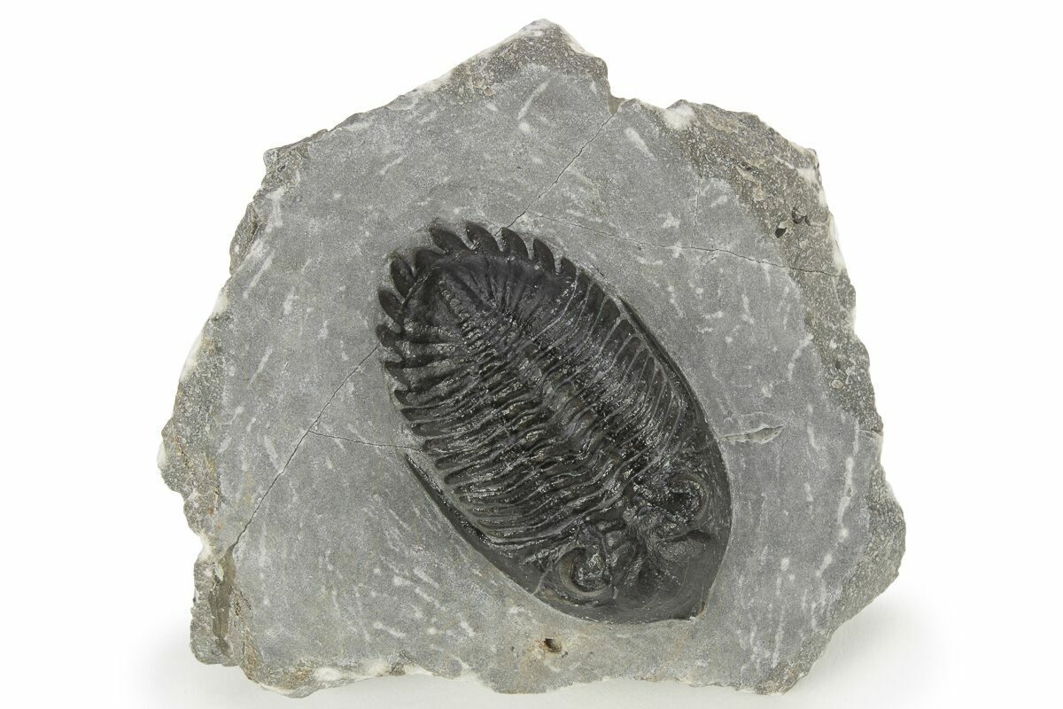 2" Hollardops Trilobite - Preserved Eye Facets (#223707) For Sale ...