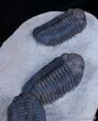 Triple Phacops Trilobite Plate - Very Displayable (#2308) For Sale ...