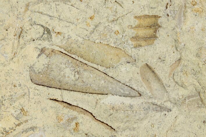 1.1" Ordovician Hyolithid (Hyolithes) Fossil - Wisconsin (#224873) For ...