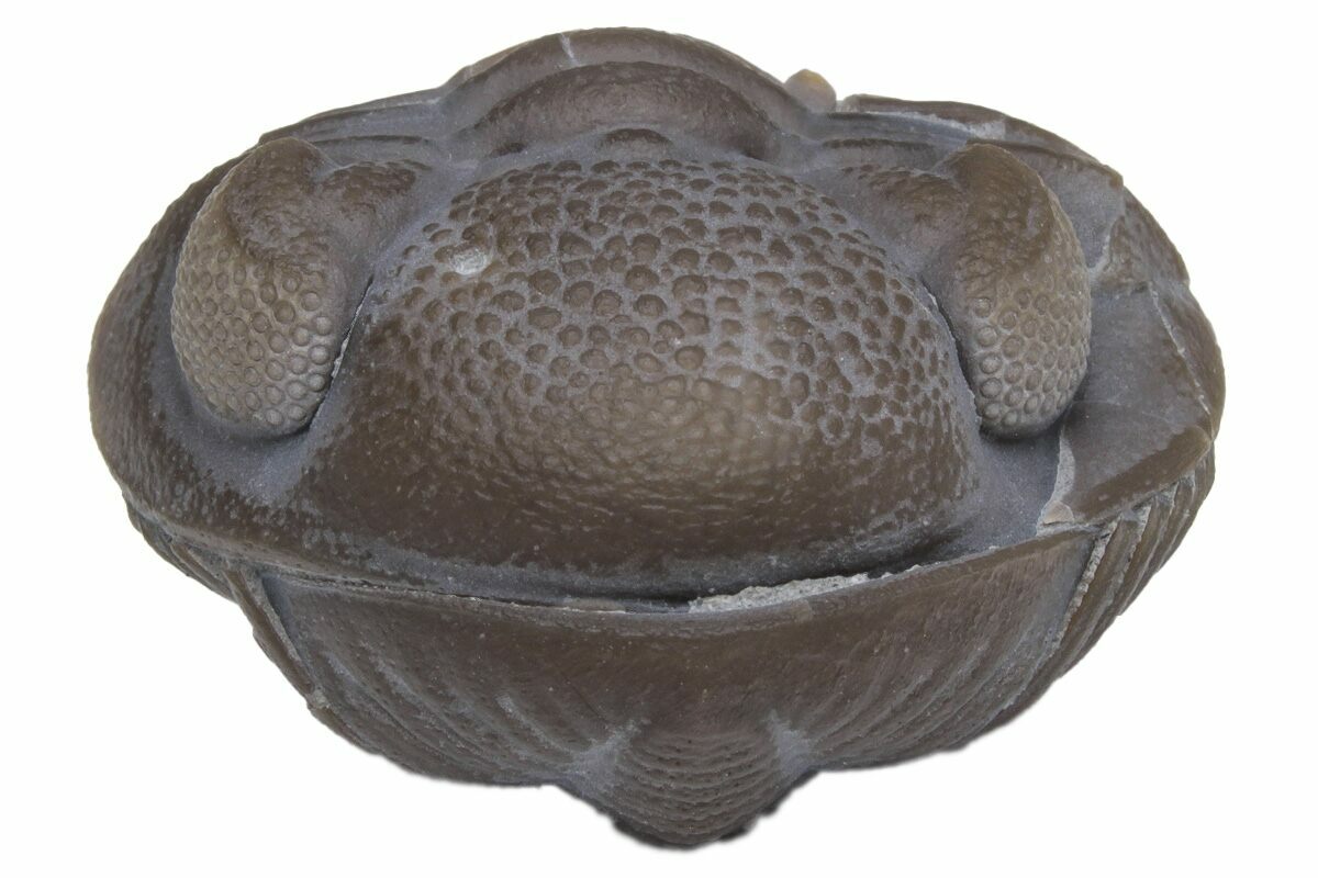 1.1" Enrolled Eldredgeops Trilobite Fossil - Paulding, Ohio (#224931 ...