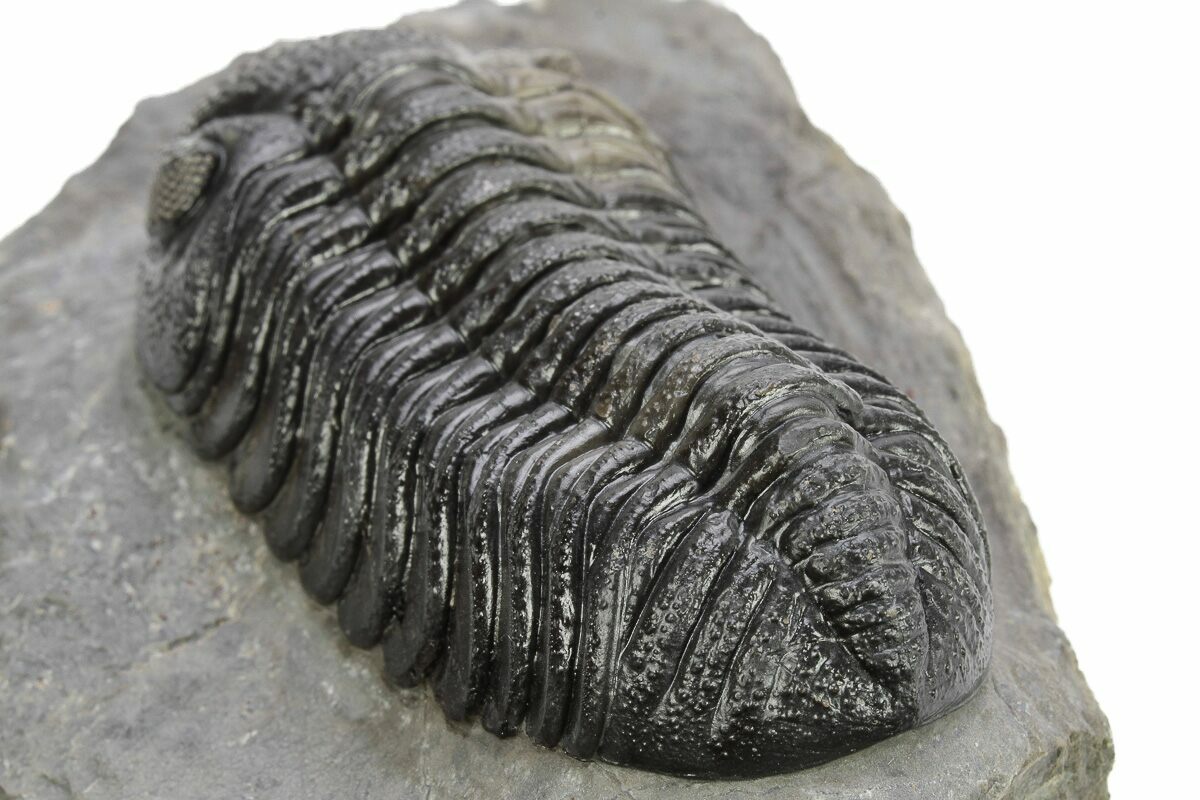 2.6" Detailed Morocops Trilobite - Ofaten, Morocco (#224940) For Sale ...