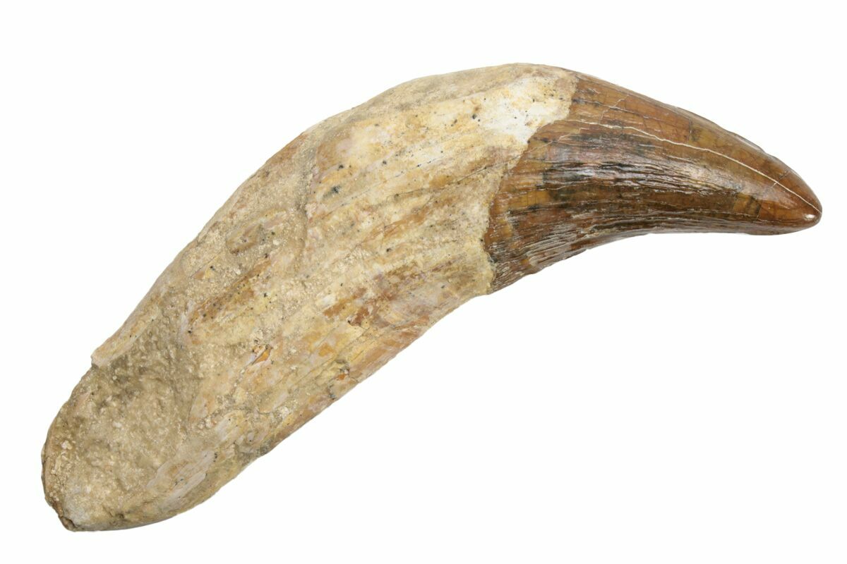 5.8" Fossil Primitive Whale (Pappocetus) Incisor Tooth - Morocco ...