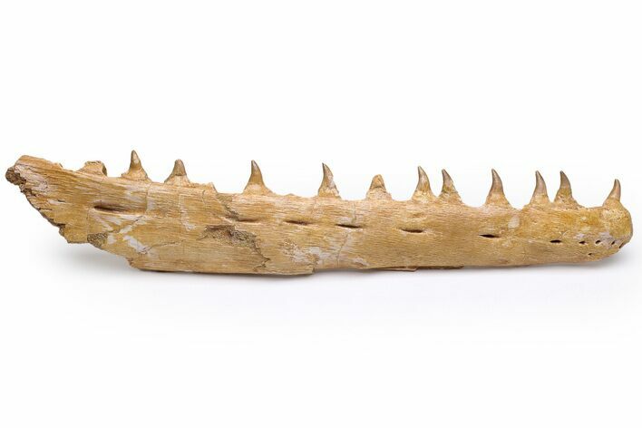 14.8" Mosasaur Jaw with Eleven Teeth - Morocco (#225308) For Sale ...