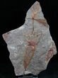 Eocrinoid (Ascocystites) From Morocco - Ordovician (#13719) For Sale ...