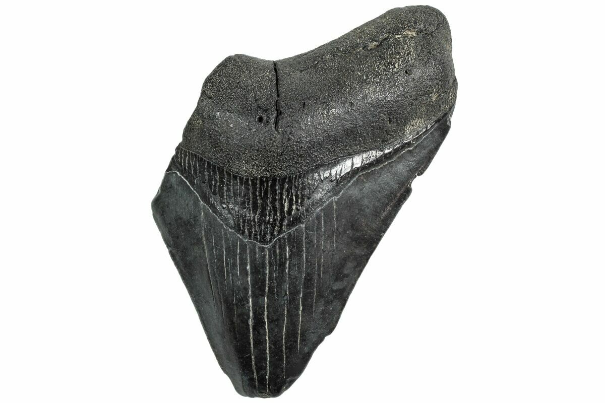 3.47" Partial Megalodon Tooth (#194064) For Sale - FossilEra.com