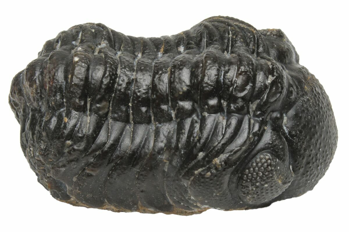 1.3" Long Curled Austerops Trilobite - Morocco (#224206) For Sale ...