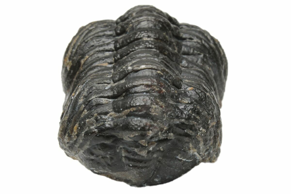 1.3" Long Curled Austerops Trilobite - Morocco (#224206) For Sale ...